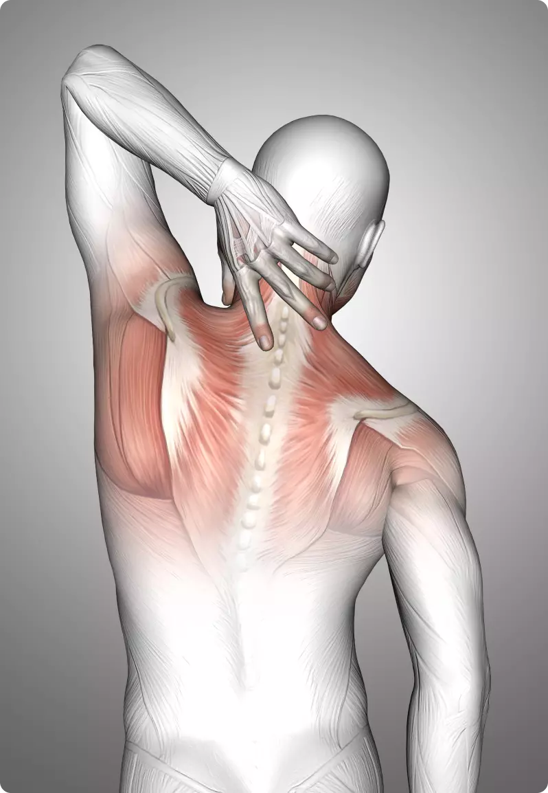 MaximumEfficiency - MuscleAider