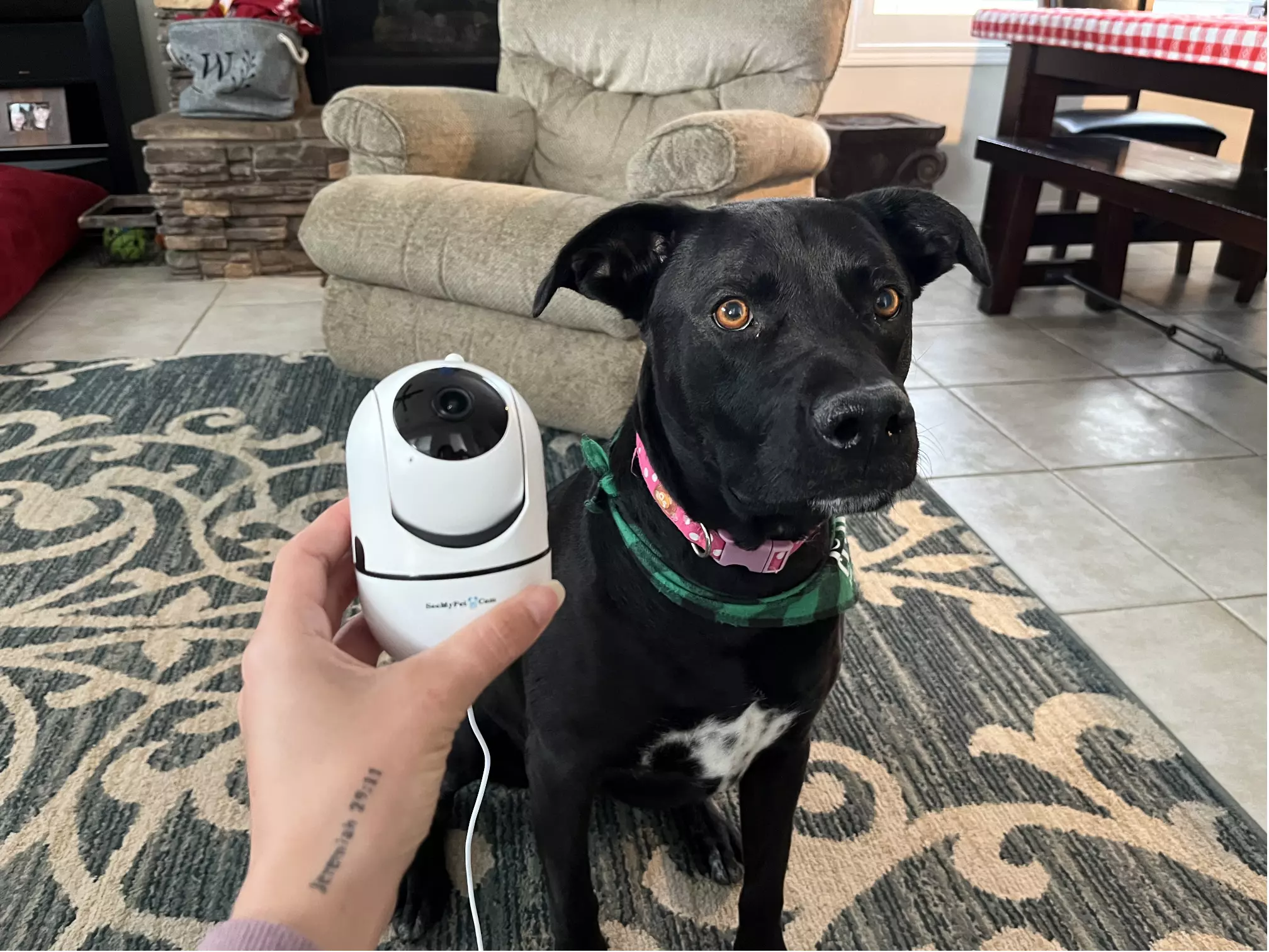 MaximumEfficiency - SeeMyPet Cam